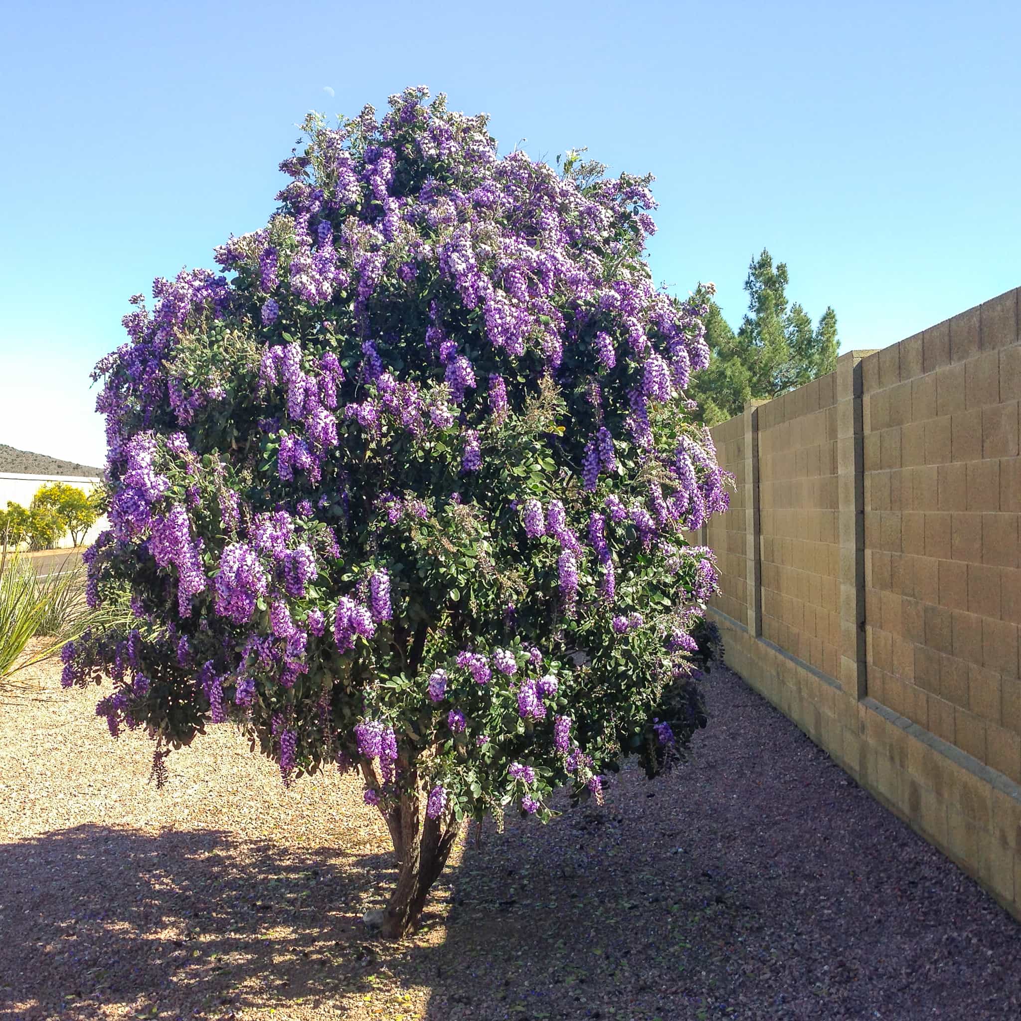 Shop Texas Mountain Laurel Trees at Moon Valley Nurseries