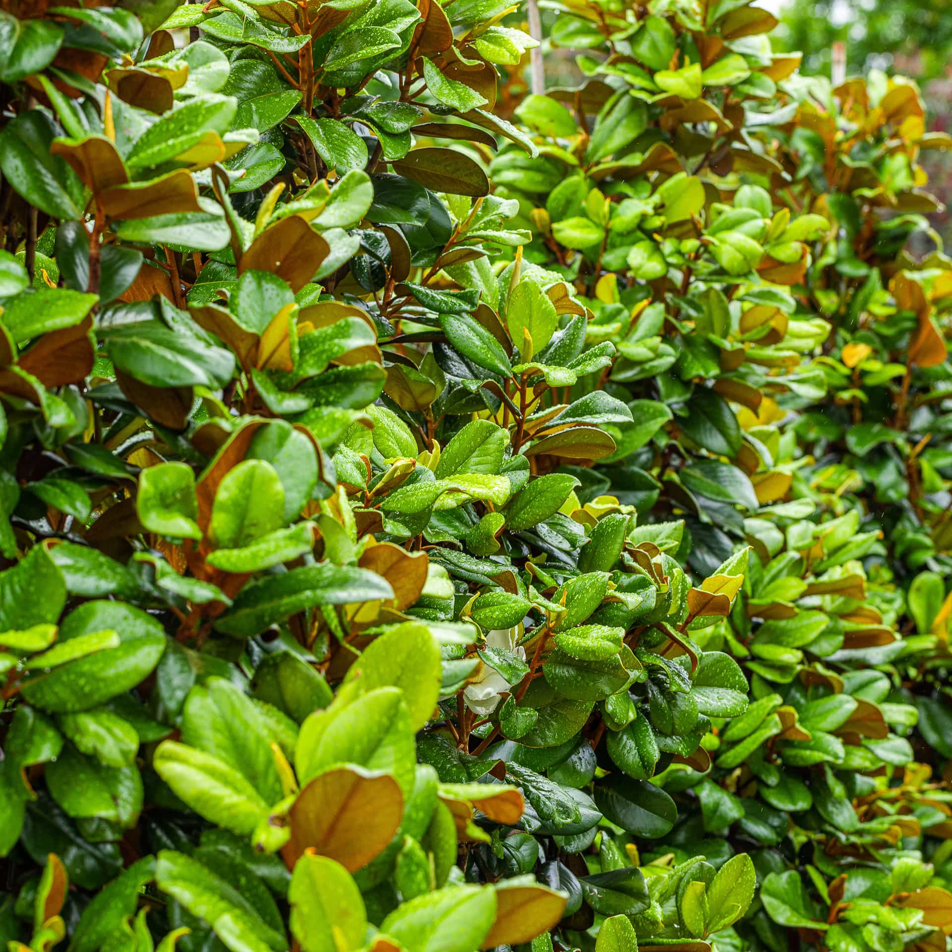 Teddy Bear Magnolia | Oak Tree Magnolia Trees | Moon Valley Nurseries
