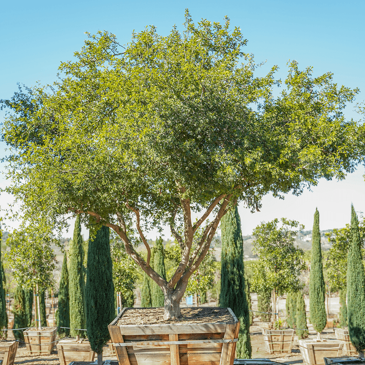 Texas Ebony | Desert Trees | Moon Valley Nurseries
