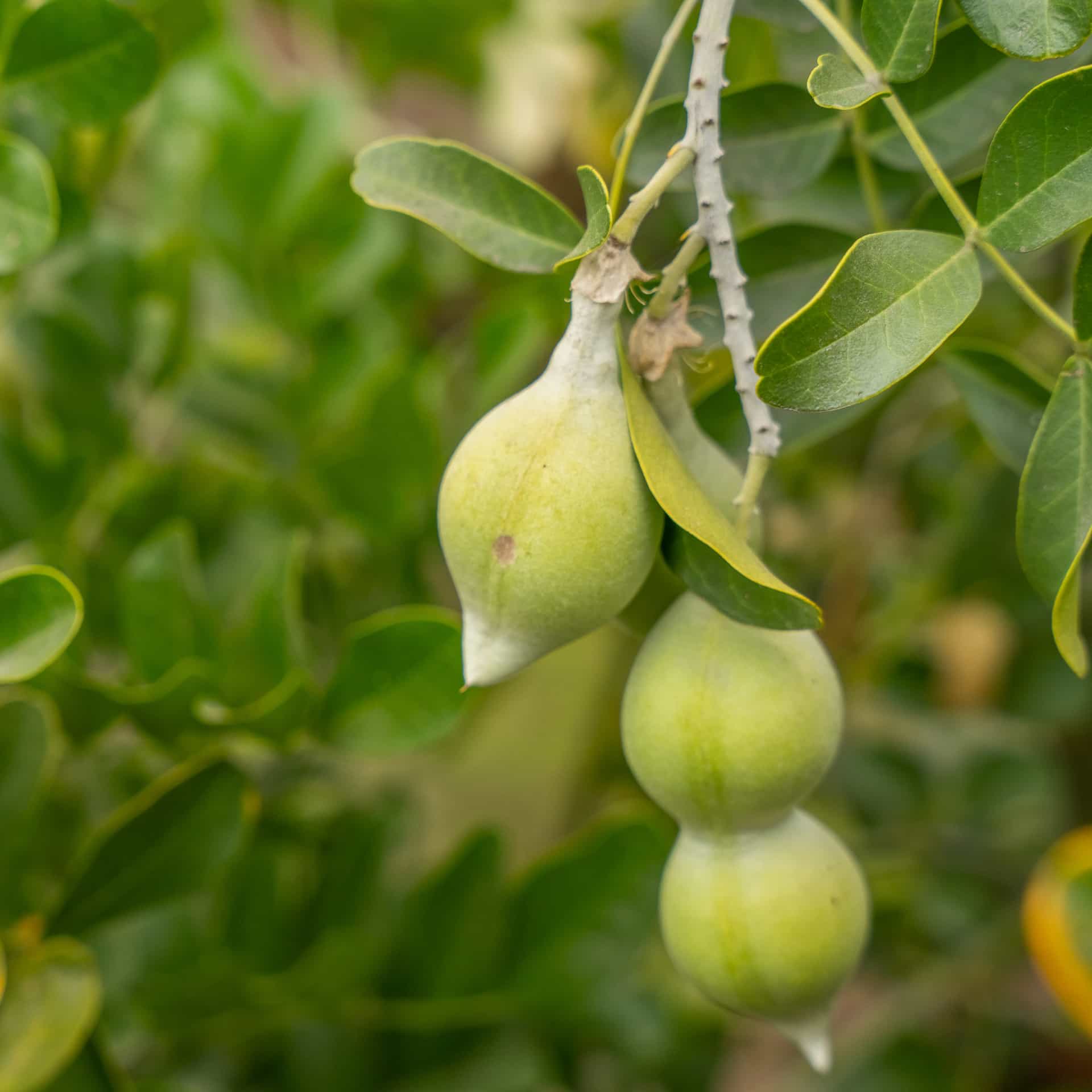 Shop Texas Mountain Laurel Trees at Moon Valley Nurseries