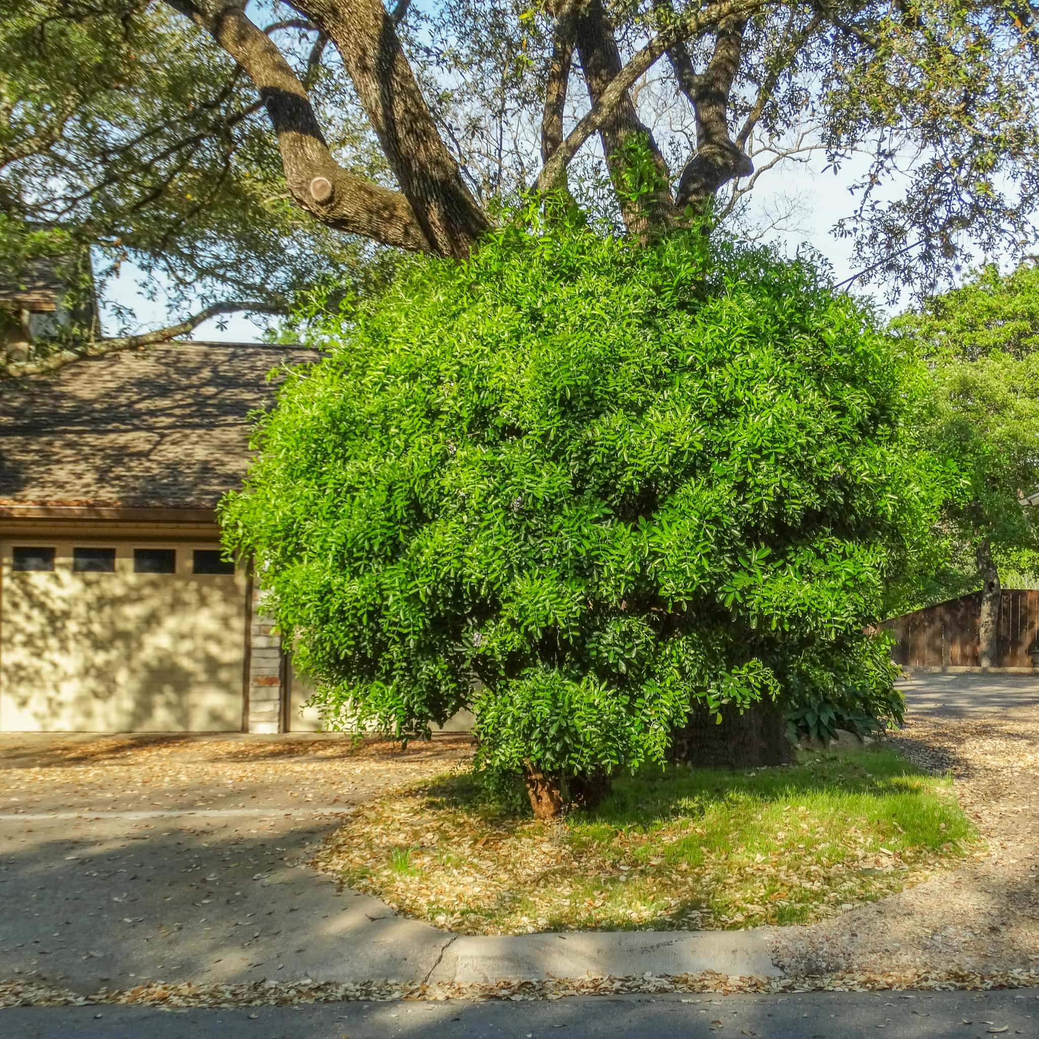 Shop Texas Mountain Laurel Trees at Moon Valley Nurseries