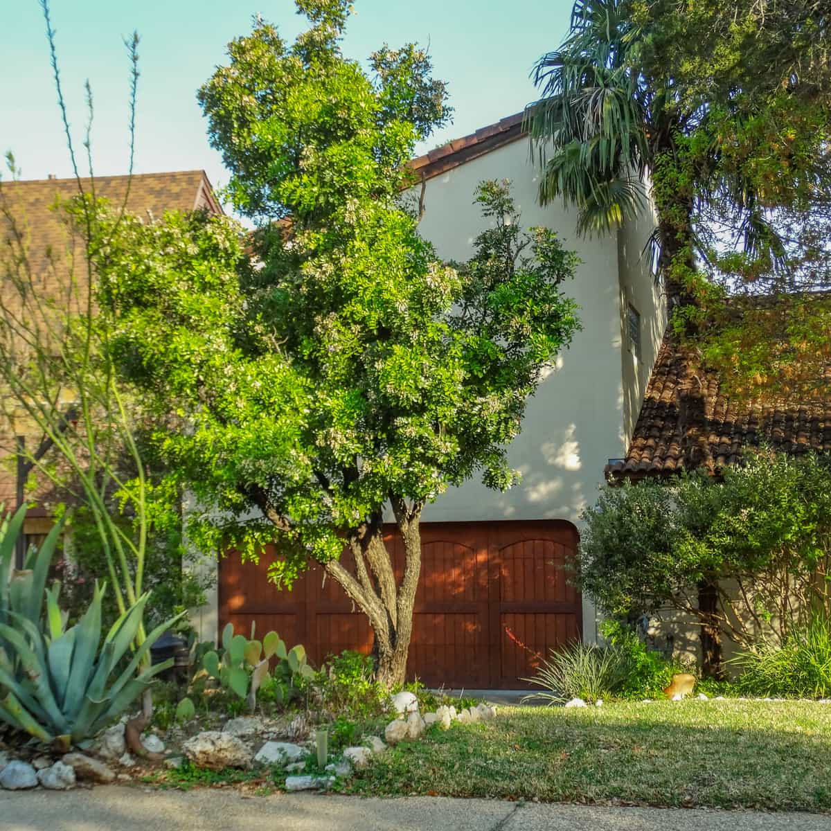 Shop Texas Mountain Laurel Trees at Moon Valley Nurseries