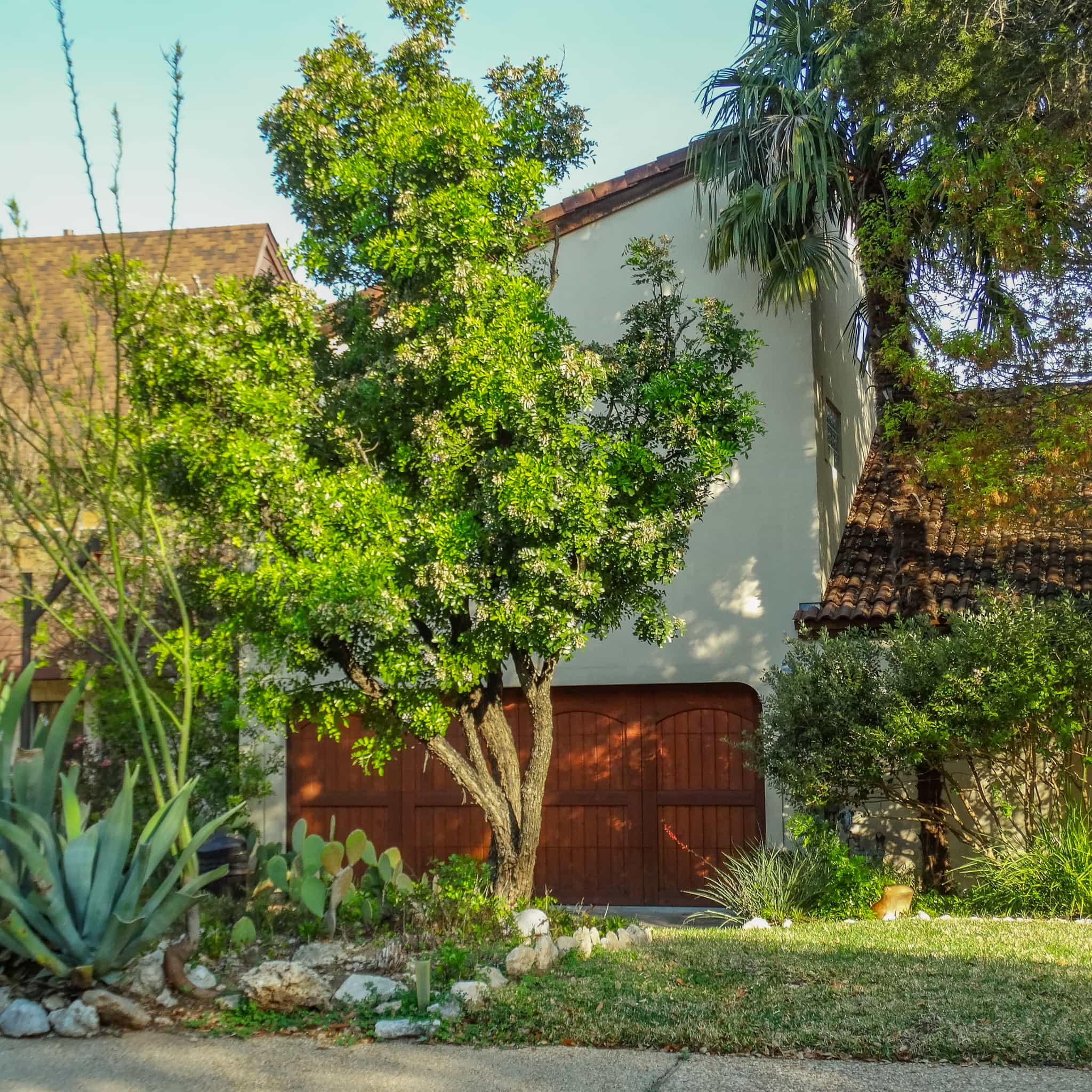 Shop Texas Mountain Laurel Trees at Moon Valley Nurseries