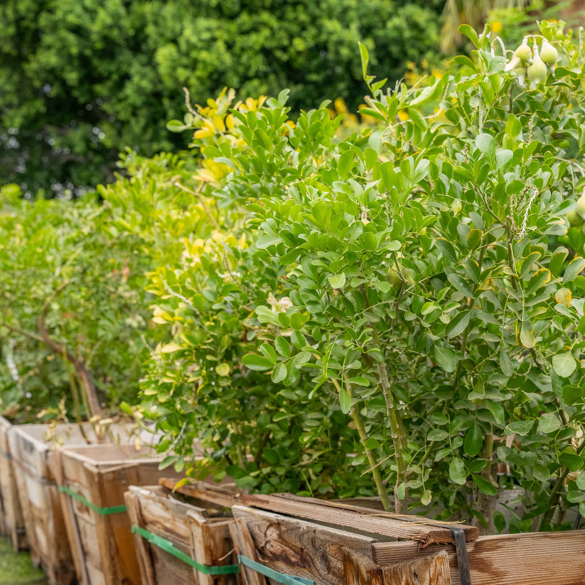 Texas Olive | Hedges | Moon Valley Nurseries