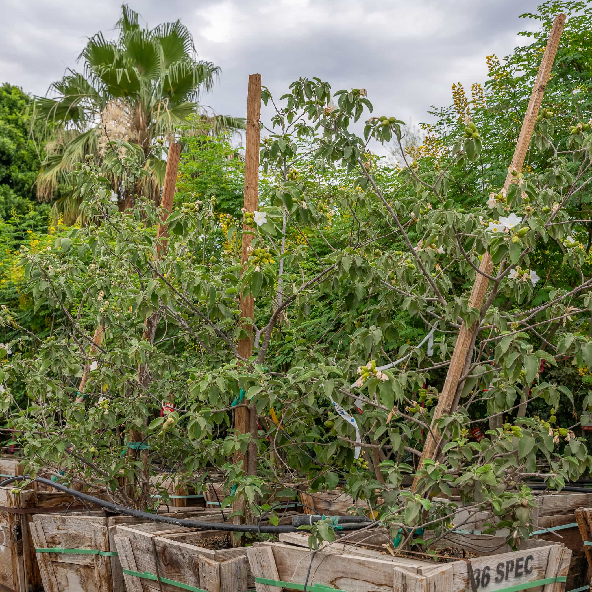 Texas Olive | Hedges | Moon Valley Nurseries