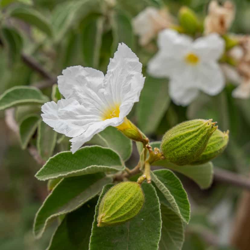 Texas Olive | Hedges | Moon Valley Nurseries