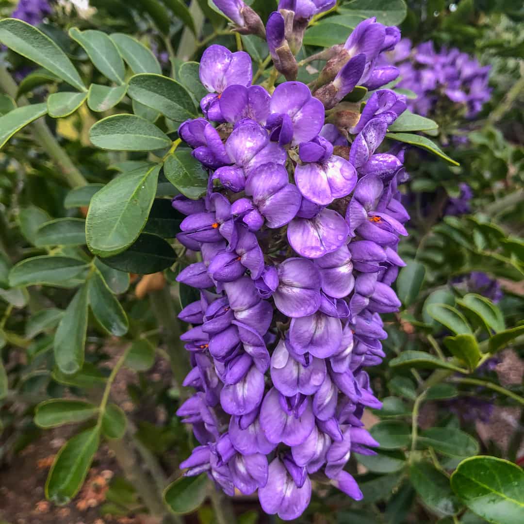 Shop Texas Mountain Laurel Trees at Moon Valley Nurseries