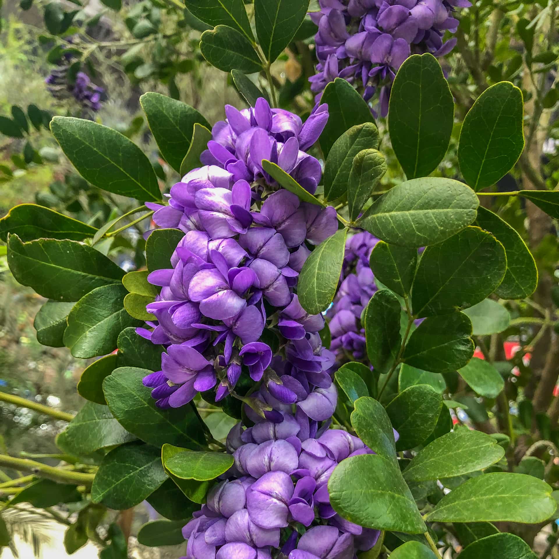 Shop Texas Mountain Laurel Trees at Moon Valley Nurseries