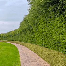 Texas Ebony | Desert Trees | Moon Valley Nurseries