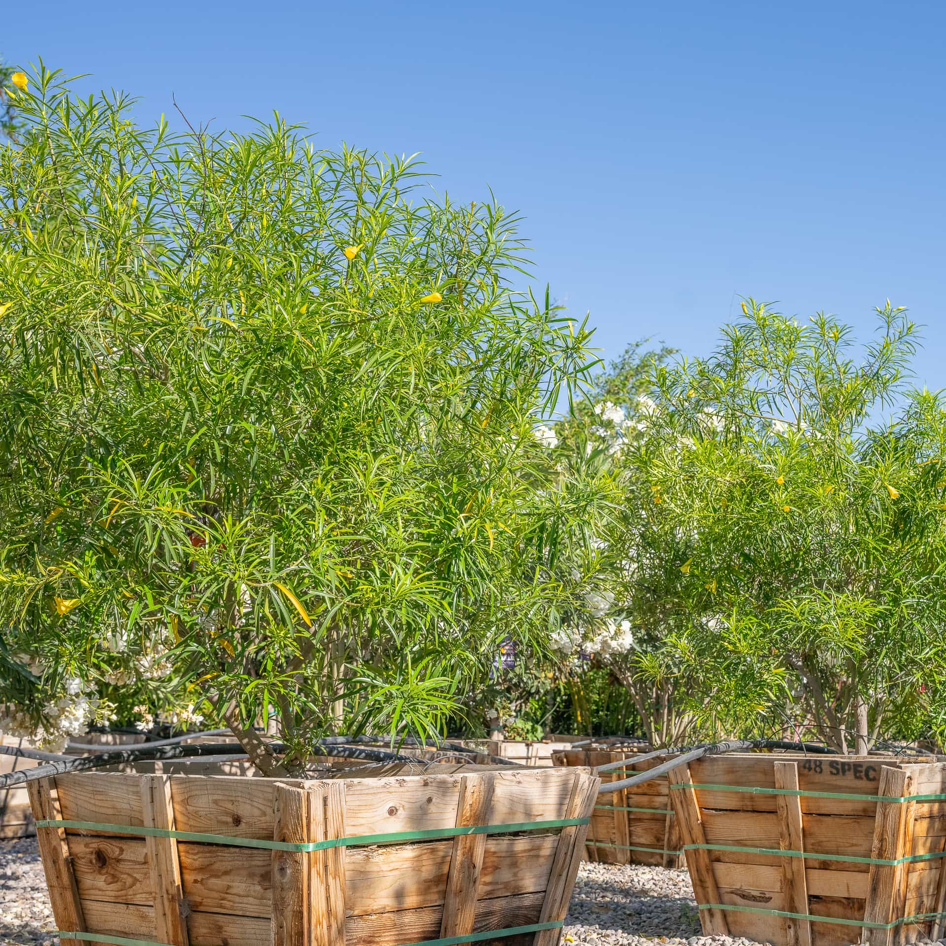 Shop Texas Mountain Laurel Trees at Moon Valley Nurseries