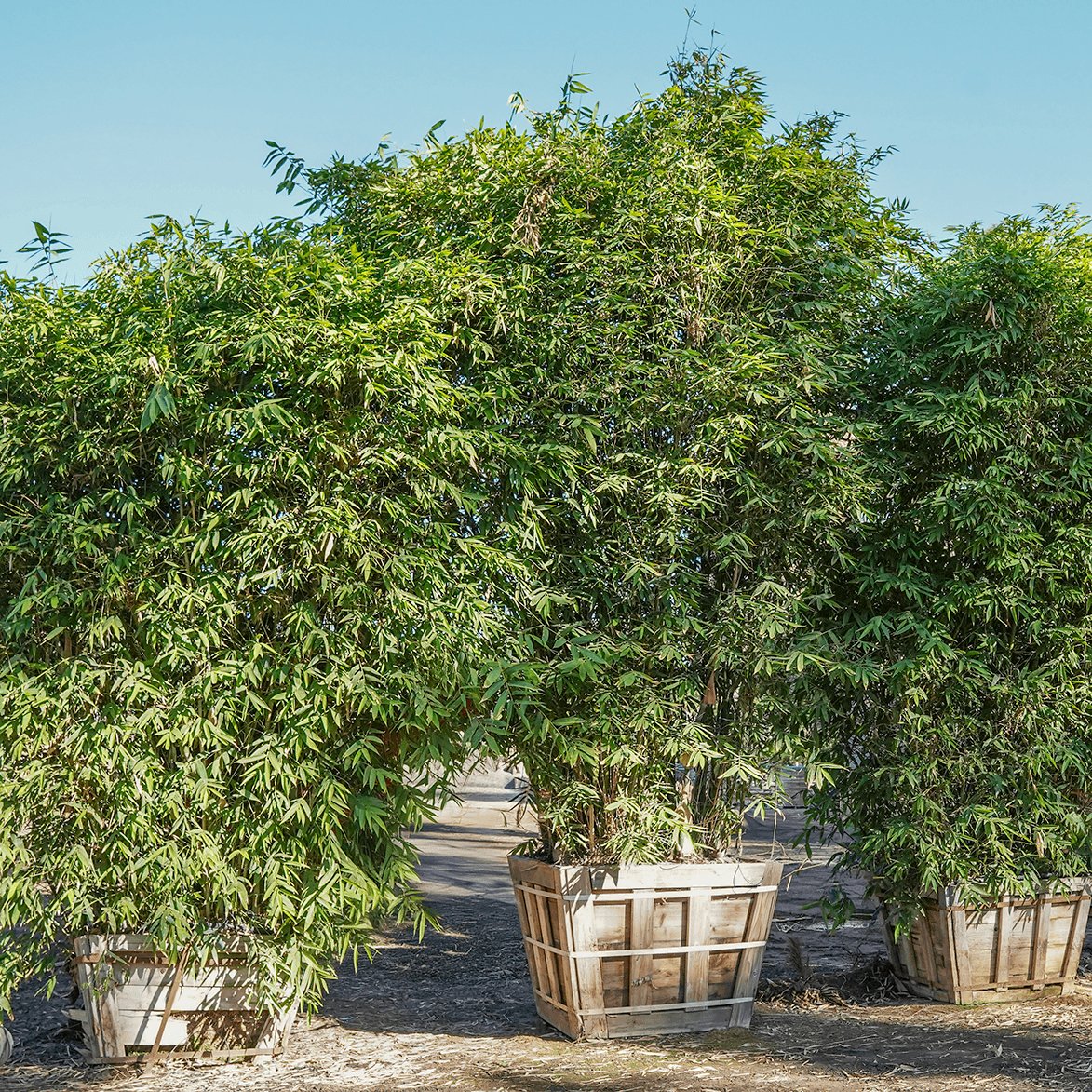 Timber Bamboo | Hedge Tree | Moon Valley Nurseries