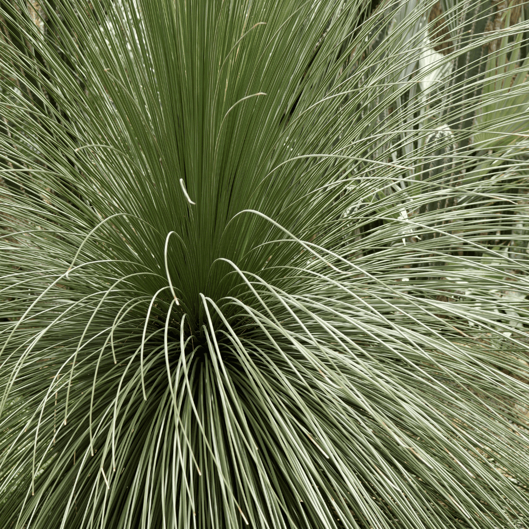 Moon Valley Nurseries