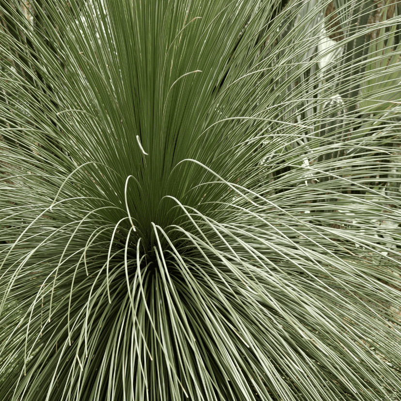 Moon Valley Nurseries