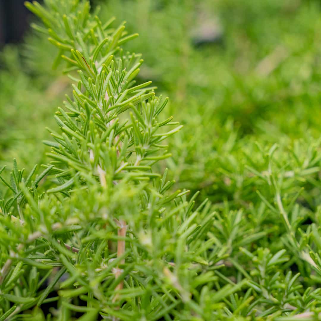 Trailing Rosemary | Ground Covers | Moon Valley Nurseries