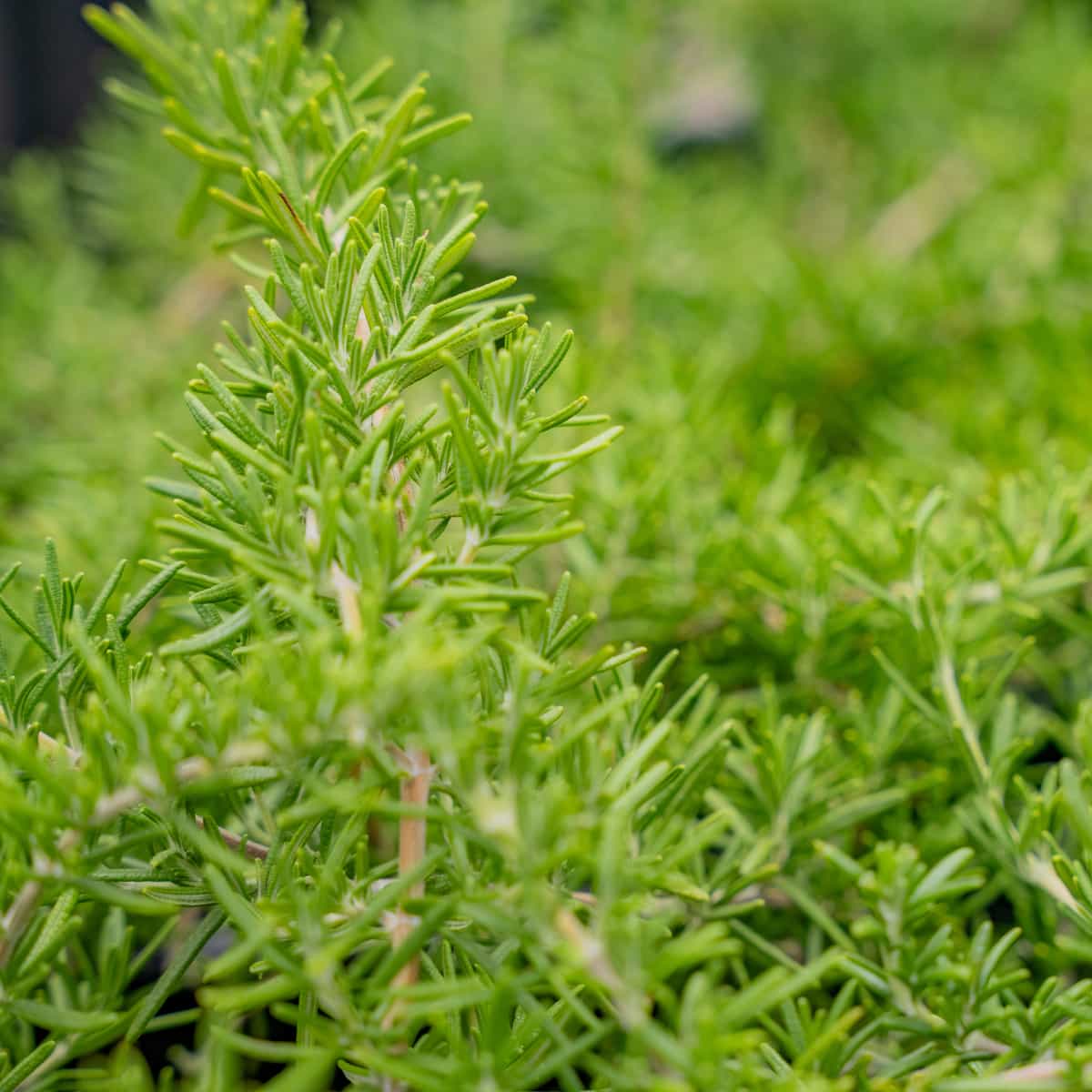 Trailing Rosemary | Ground Covers | Moon Valley Nurseries
