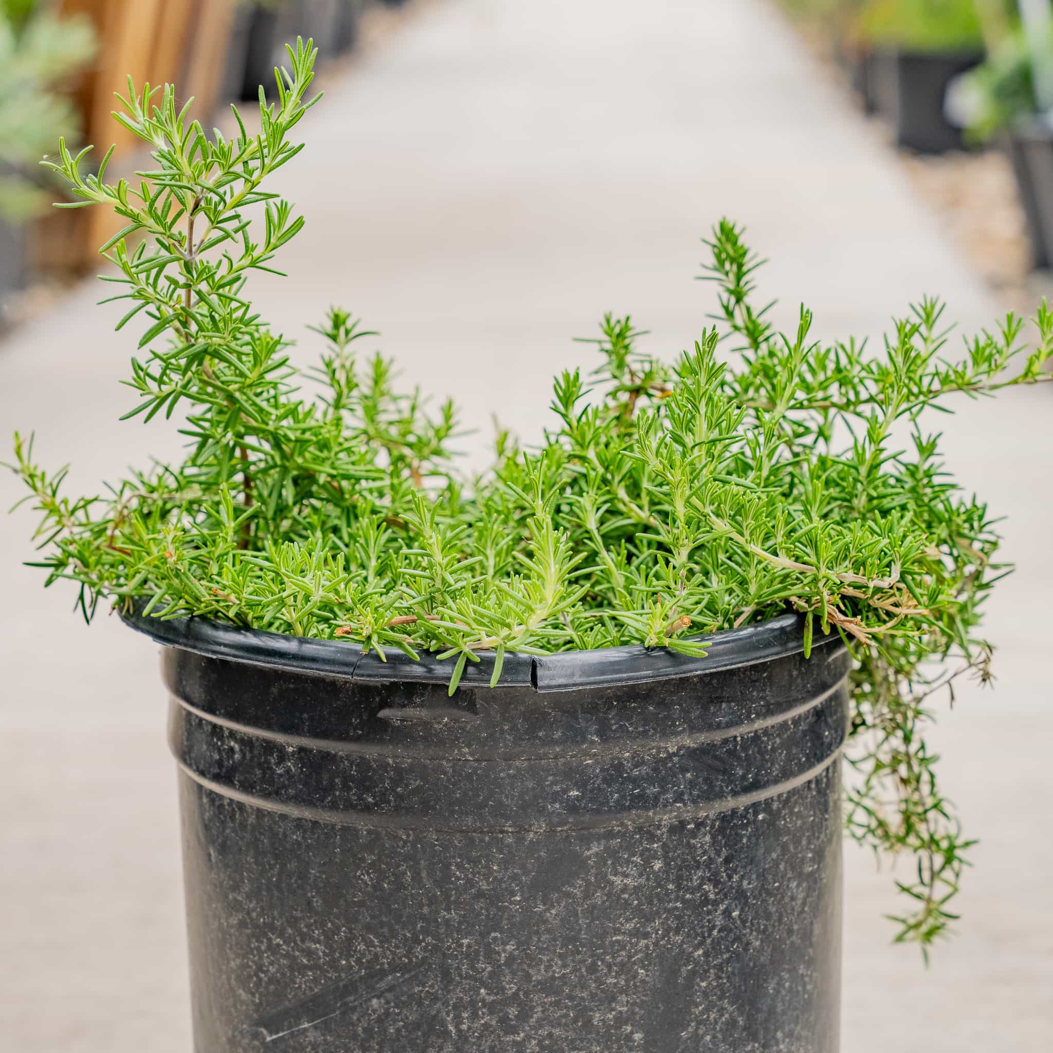 Trailing Rosemary | Ground Covers | Moon Valley Nurseries