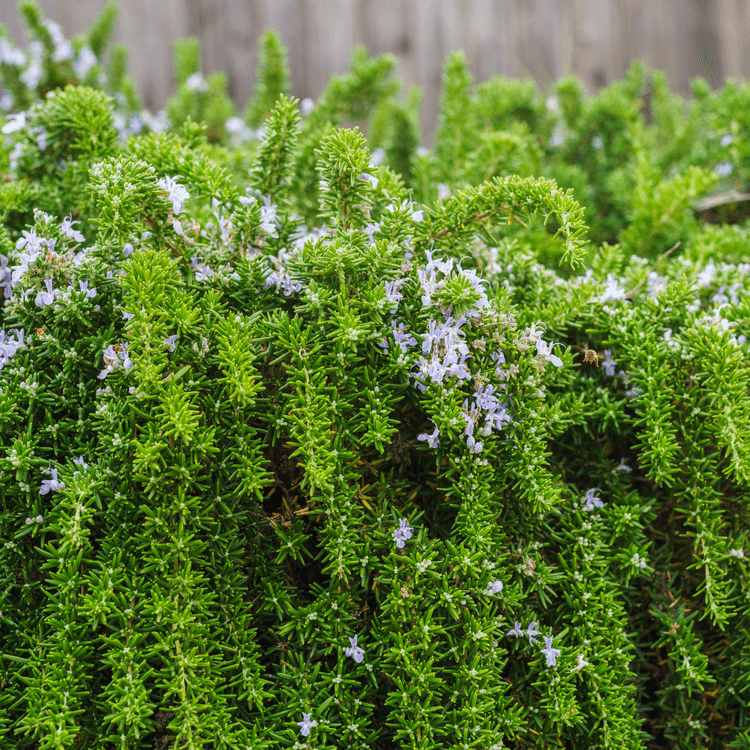 Trailing Rosemary | Ground Covers | Moon Valley Nurseries