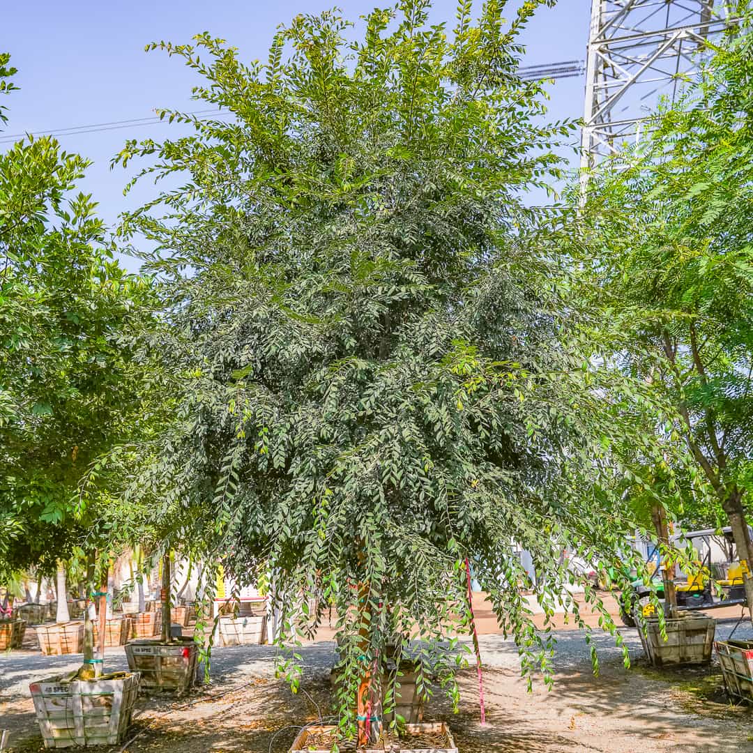 Chinese Elm | Fast growers | Moon Valley Nurseries