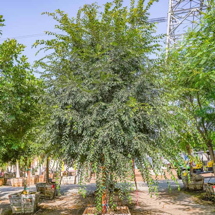 Chinese Elm | Fast growers | Moon Valley Nurseries