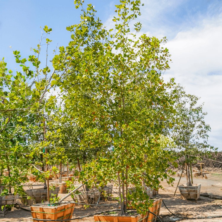 Tulip Tree (Magnolia) | Oak Tree Magnolia Trees | Moon Valley Nurseries