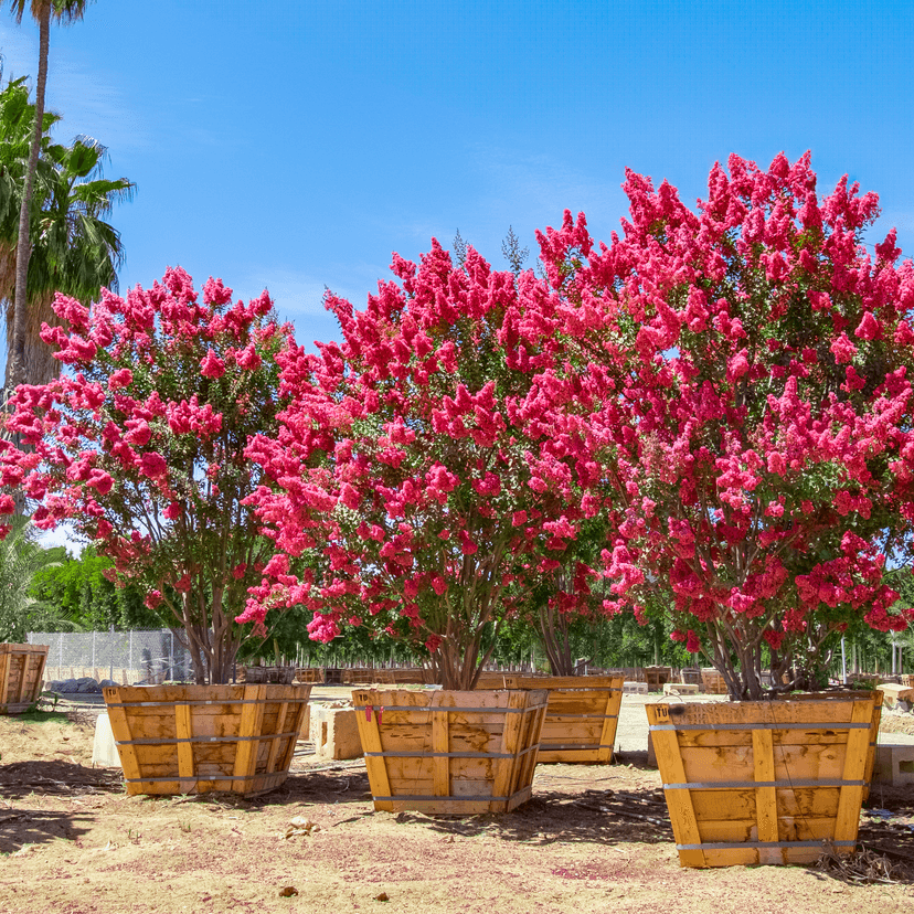 Tuscarora Crape Myrtle | Flowering Trees | Moon Valley Nurseries