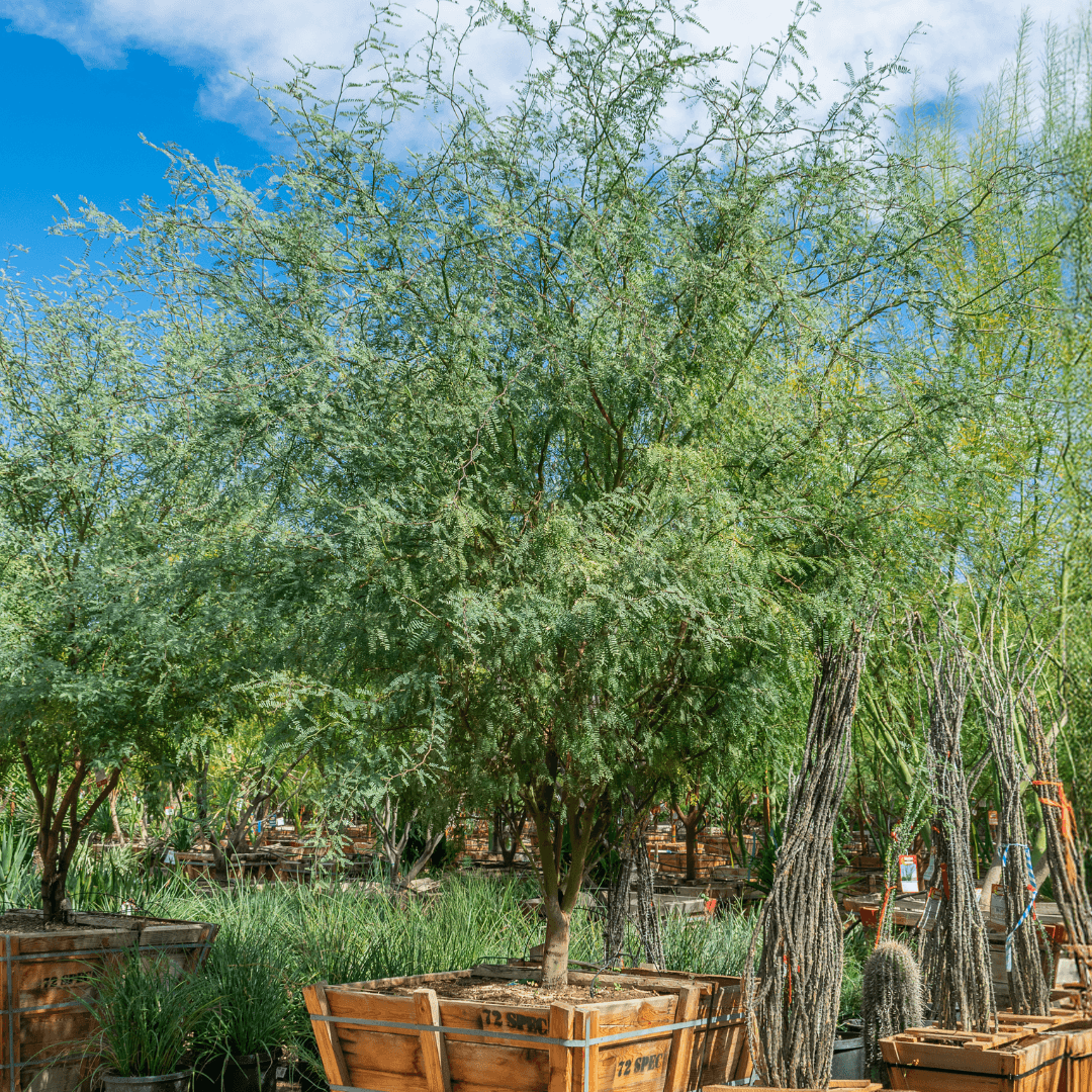 Moon Valley Nurseries