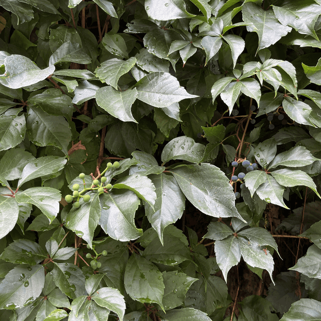 Virginia Creeper | Climbing Vines | Moon Valley Nurseries