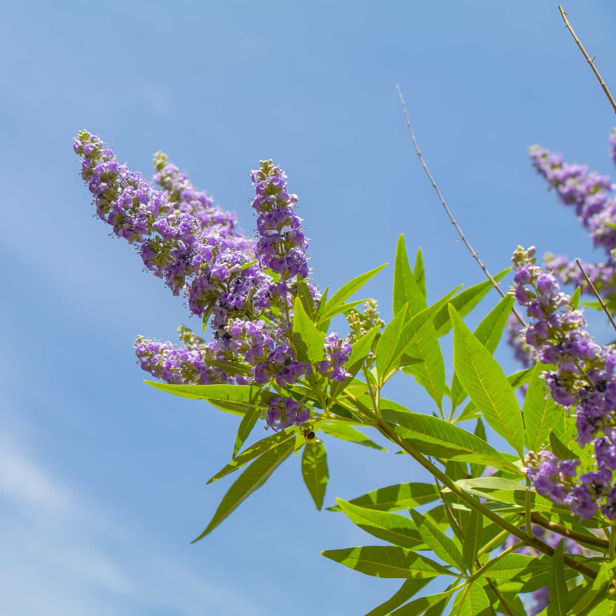 Vitex | Flowering Trees | Moon Valley Nurseries