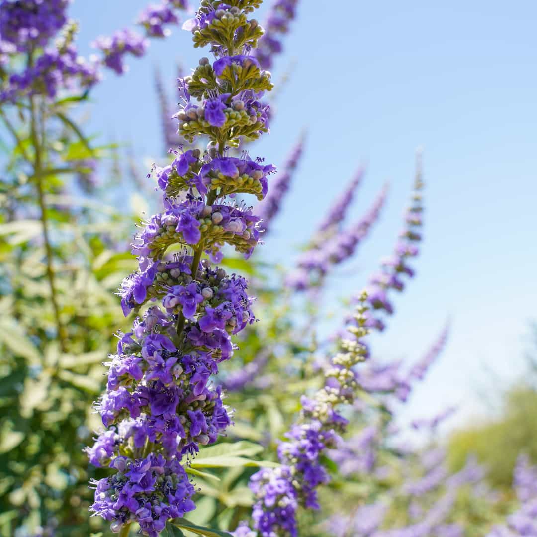 Vitex | Flowering Trees | Moon Valley Nurseries