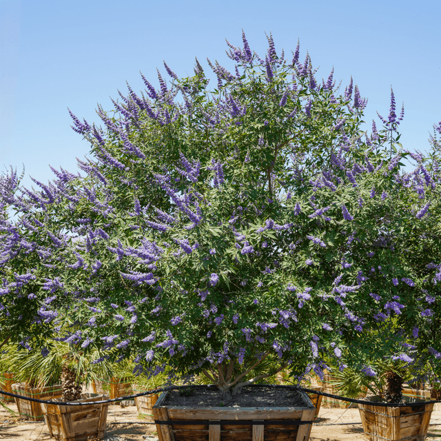Vitex | Flowering Trees | Moon Valley Nurseries