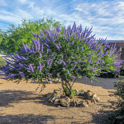 Vitex | Flowering Trees | Moon Valley Nurseries