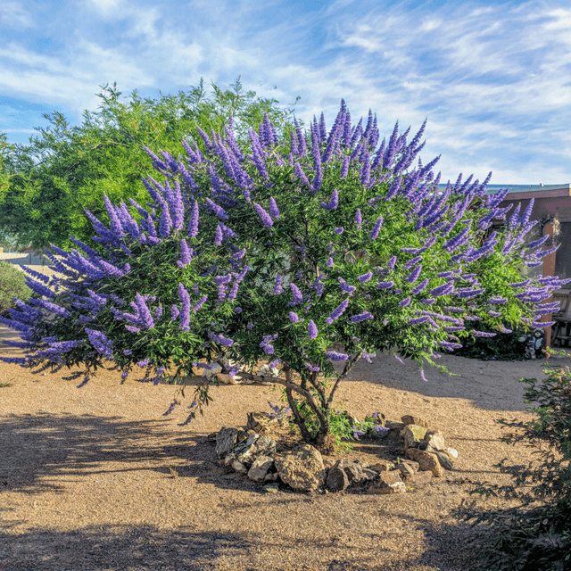Vitex | Flowering Trees | Moon Valley Nurseries