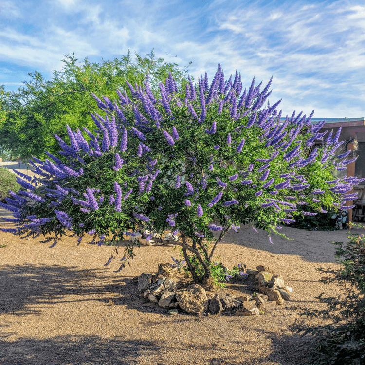 Vitex | Flowering Trees | Moon Valley Nurseries