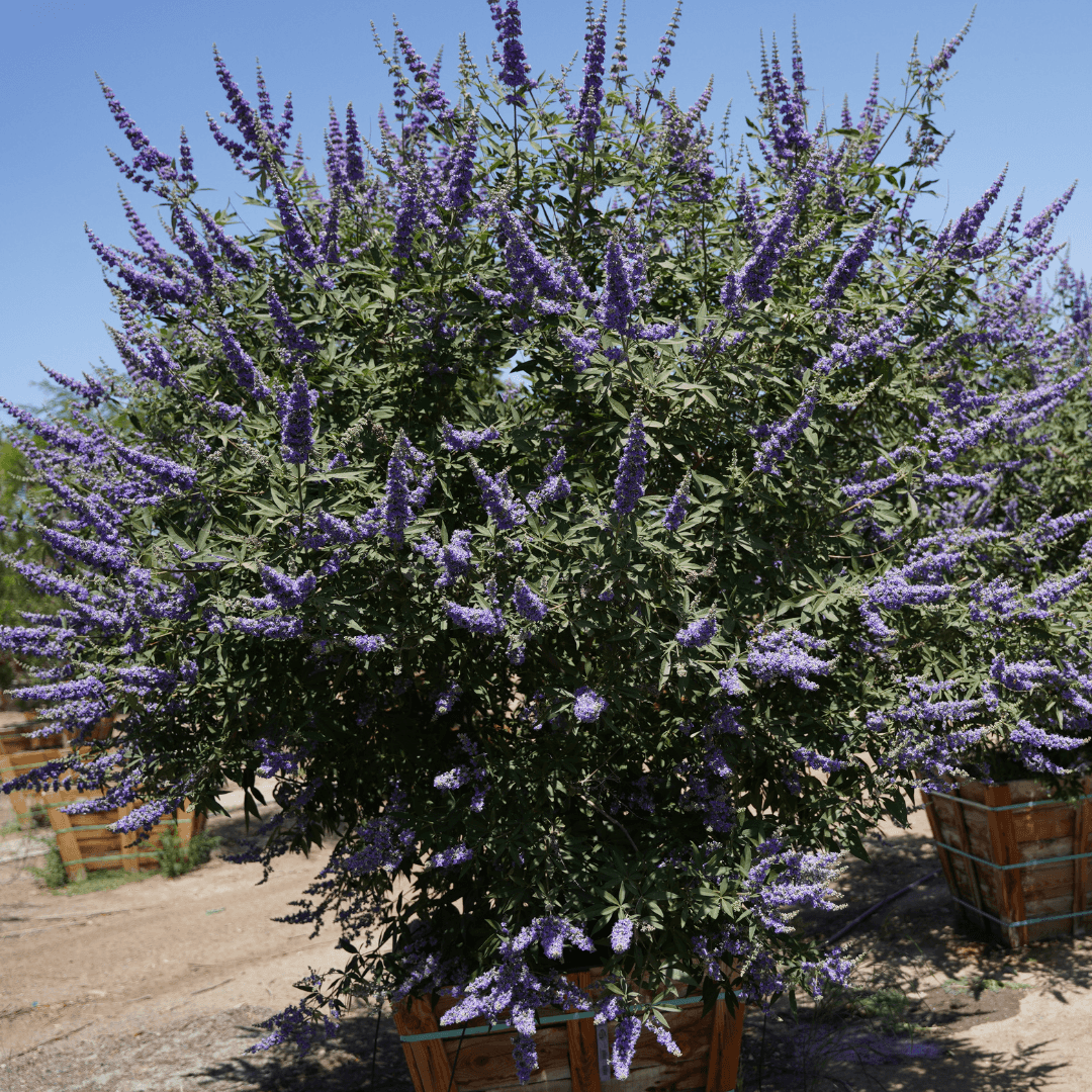 Vitex | Flowering Trees | Moon Valley Nurseries
