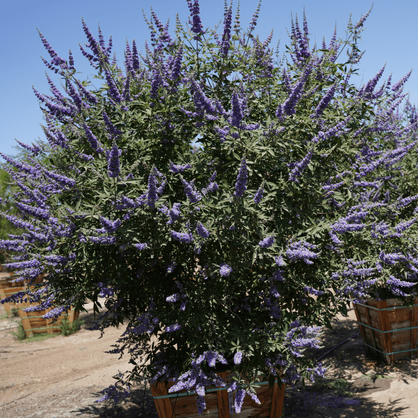 Texas Ebony | Desert Trees | Moon Valley Nurseries