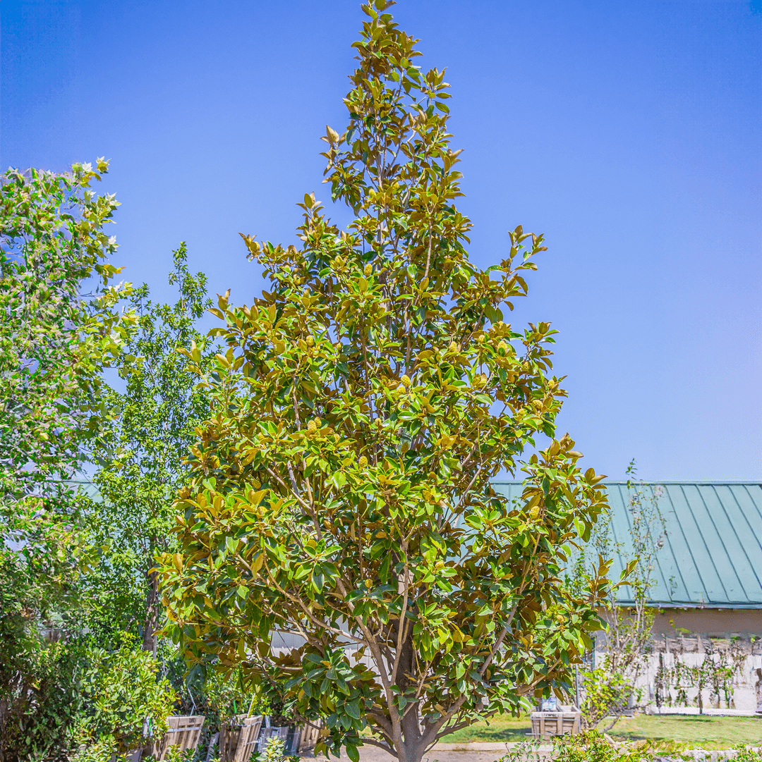 Claudia Wannamaker Magnolia | Evergreen Trees | Moon Valley Nurseries