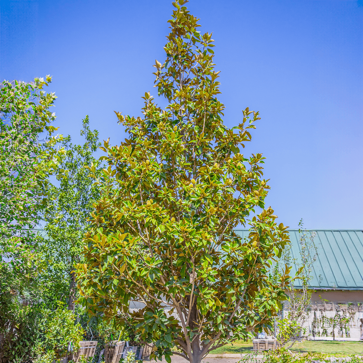 Claudia Wannamaker Magnolia | Evergreen Trees | Moon Valley Nurseries