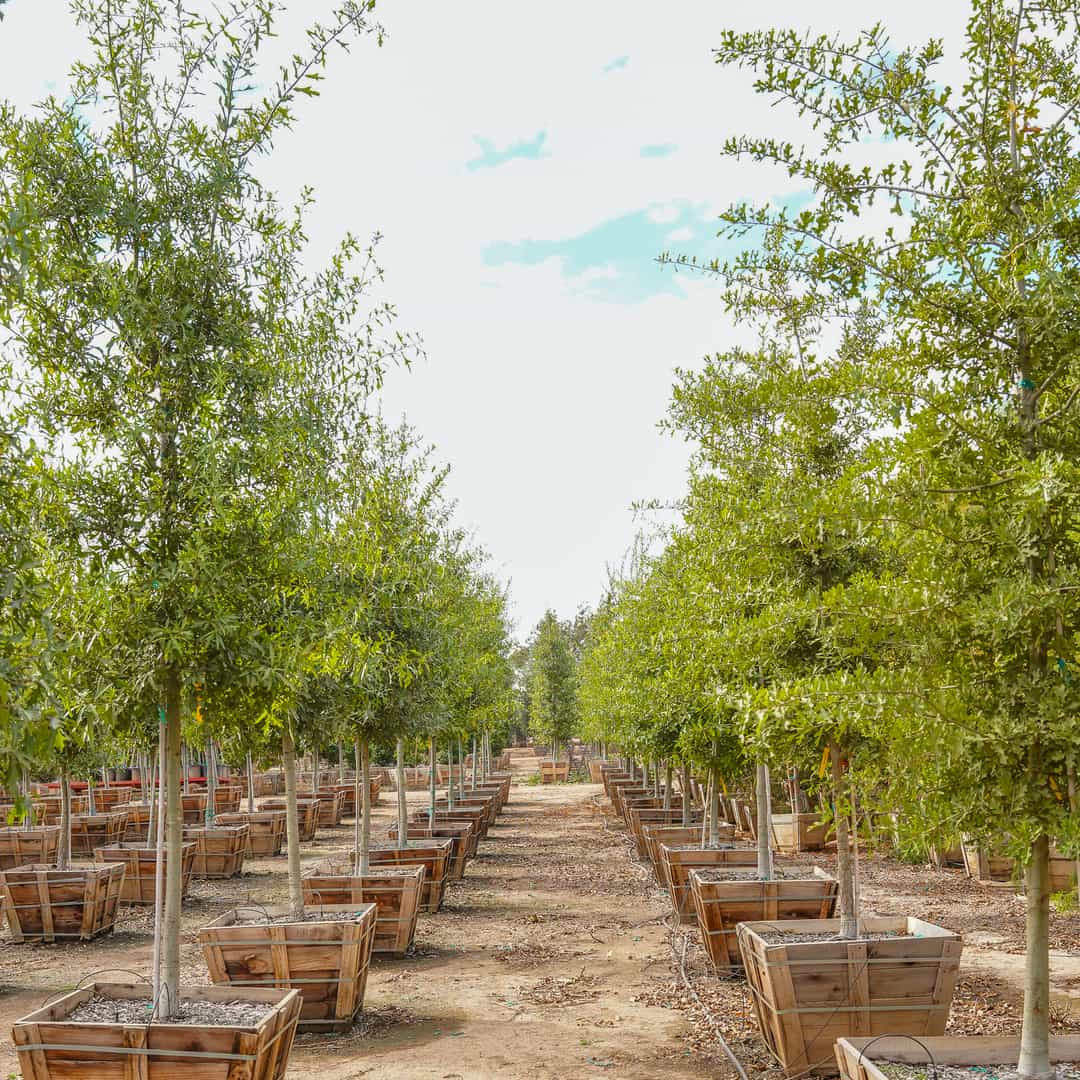 Water Oak | Oak Trees Magnolia Trees | Moon Valley Nurseries