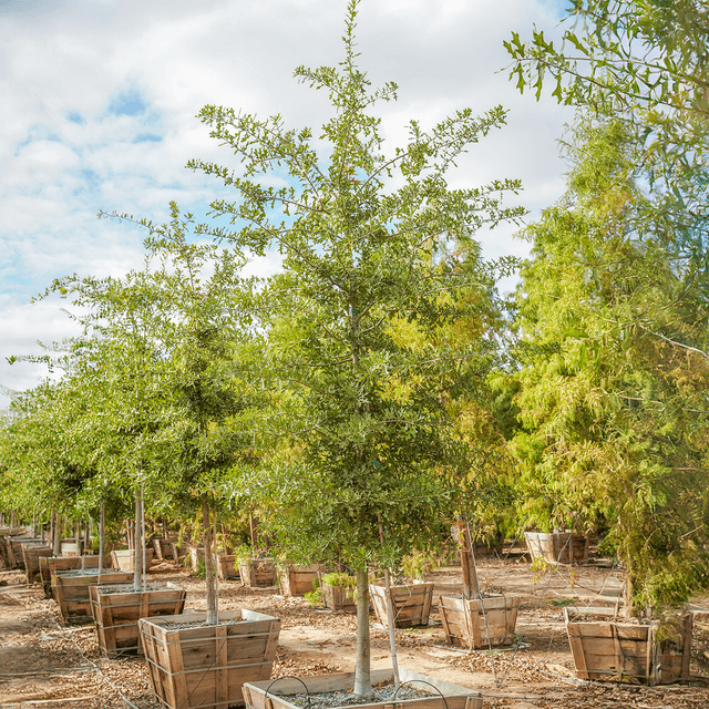 Water Oak | Oak Trees Magnolia Trees | Moon Valley Nurseries