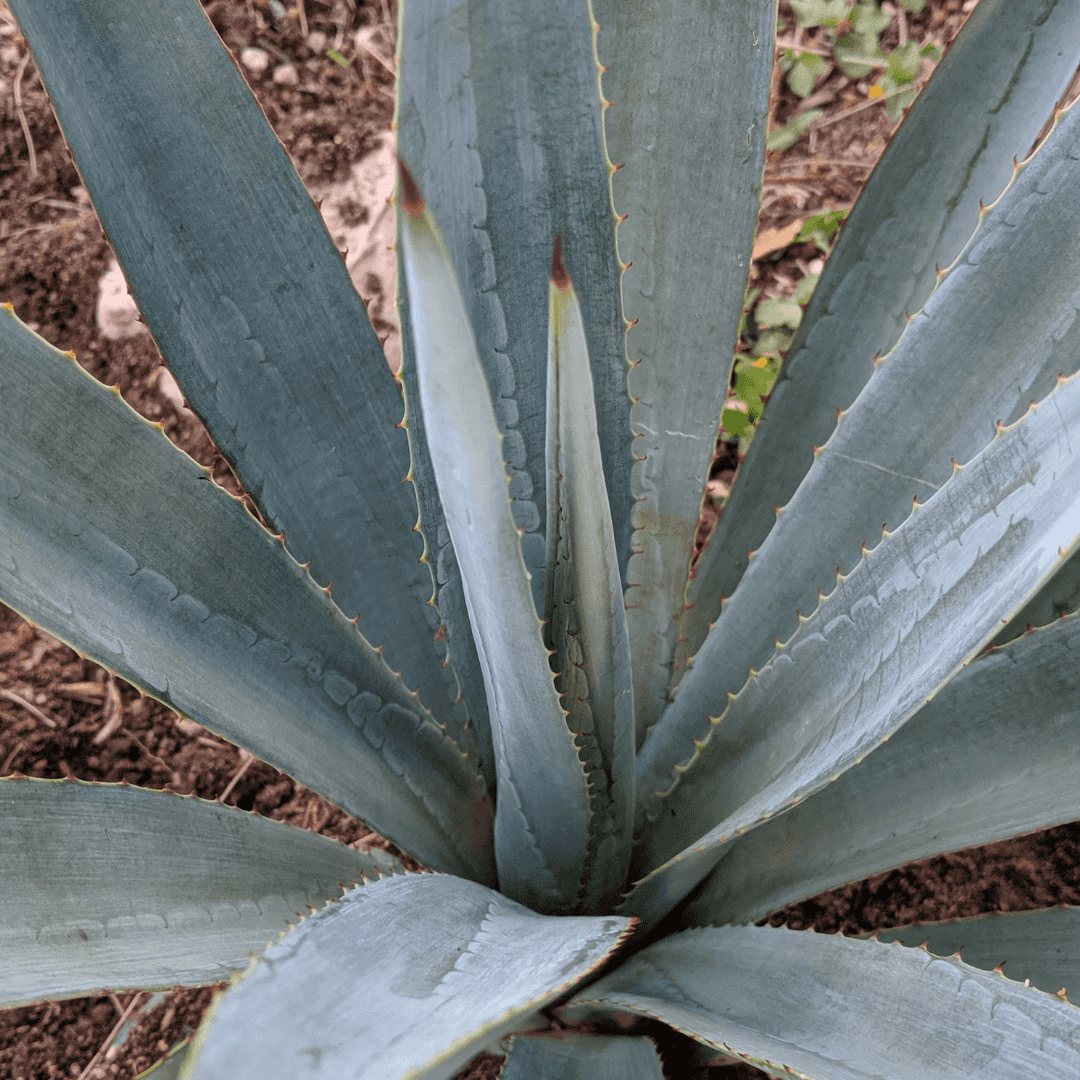 Blue Flame Agave | Succulents | Moon Valley Nursery