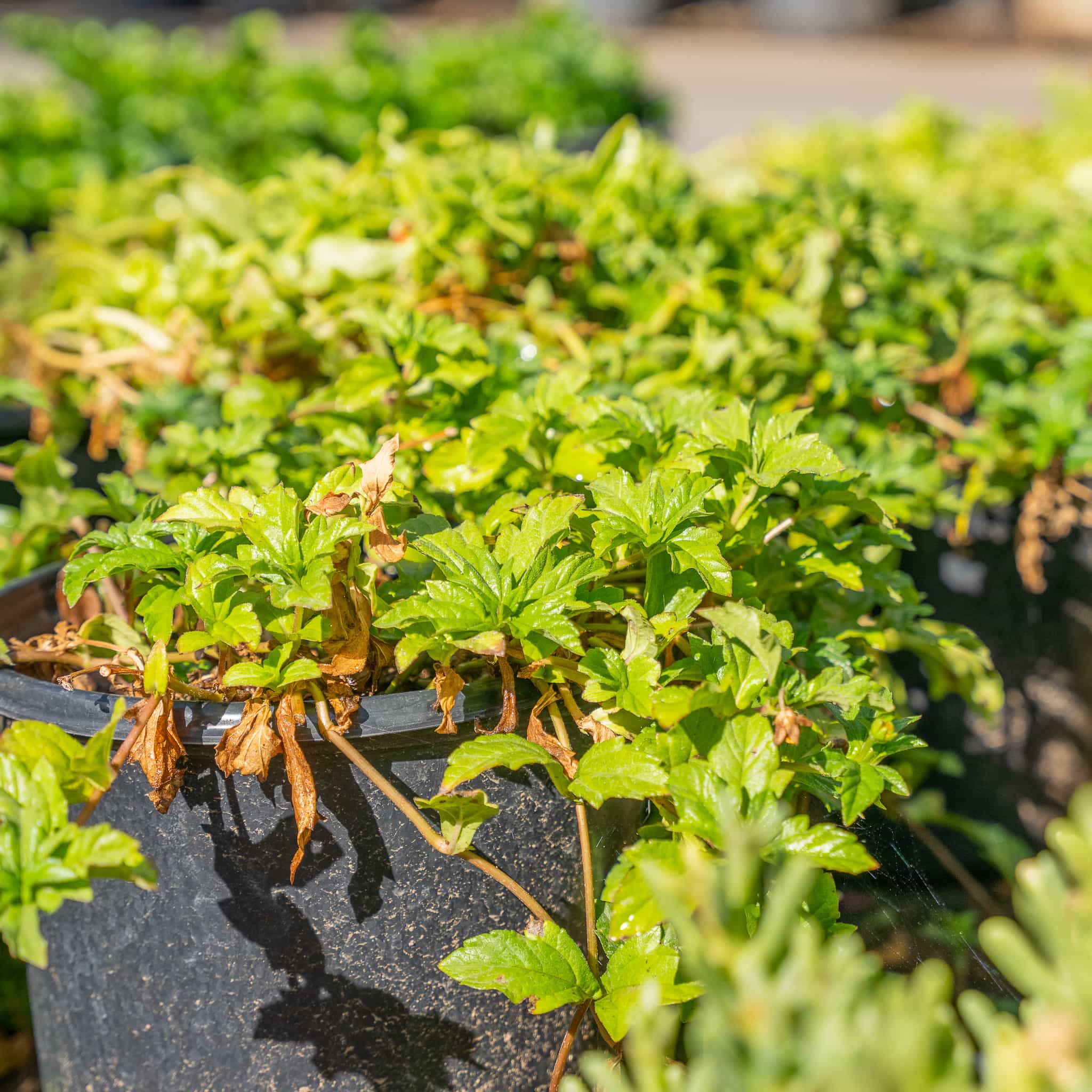 Ground Covers for Sale | Moon Valley Nurseries