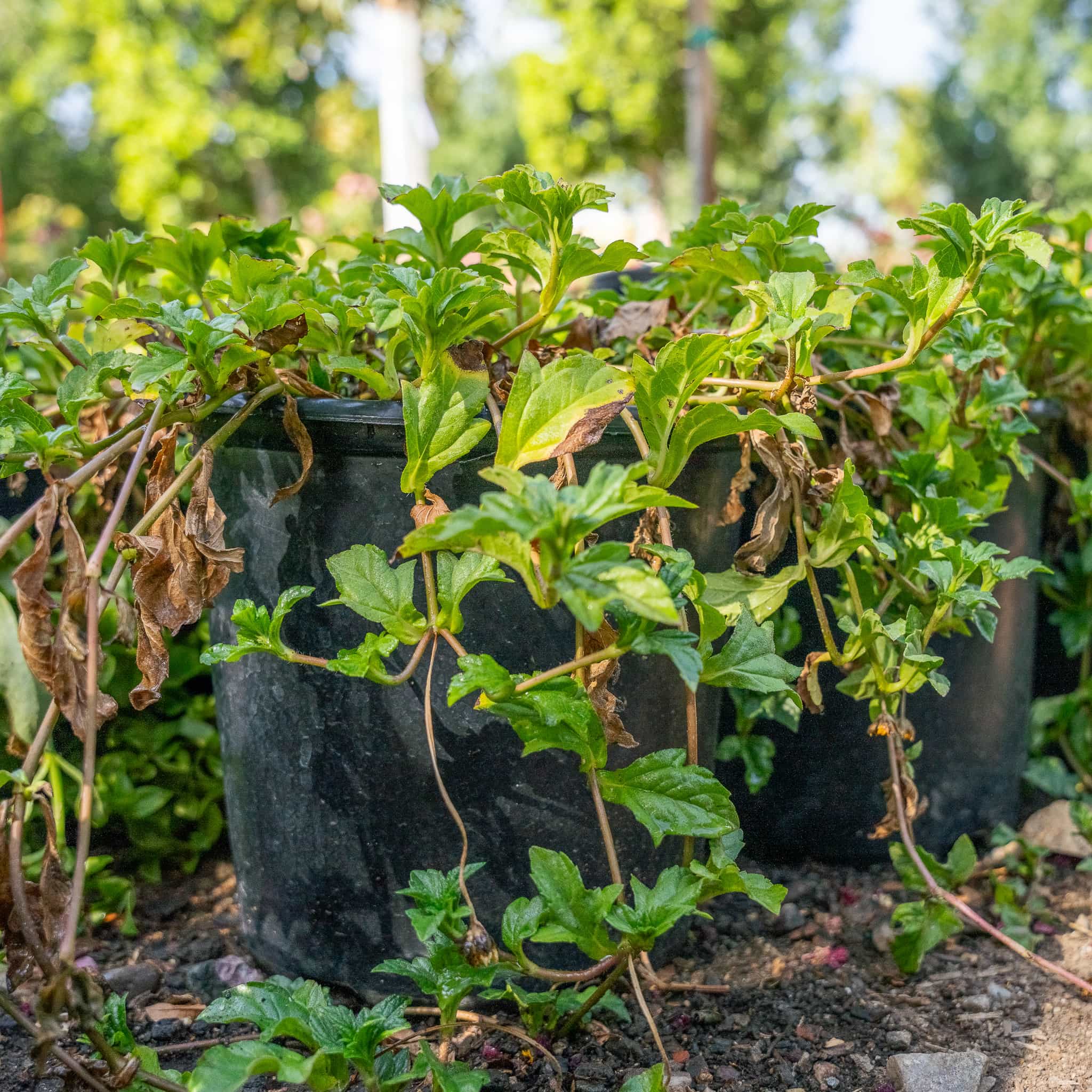 Yellow Dot Wedelia | Ground Covers | Moon Valley Nurseries