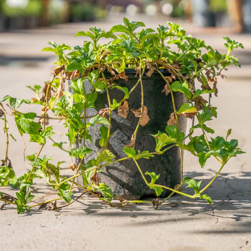 Yellow Dot Wedelia | Ground Covers | Moon Valley Nurseries