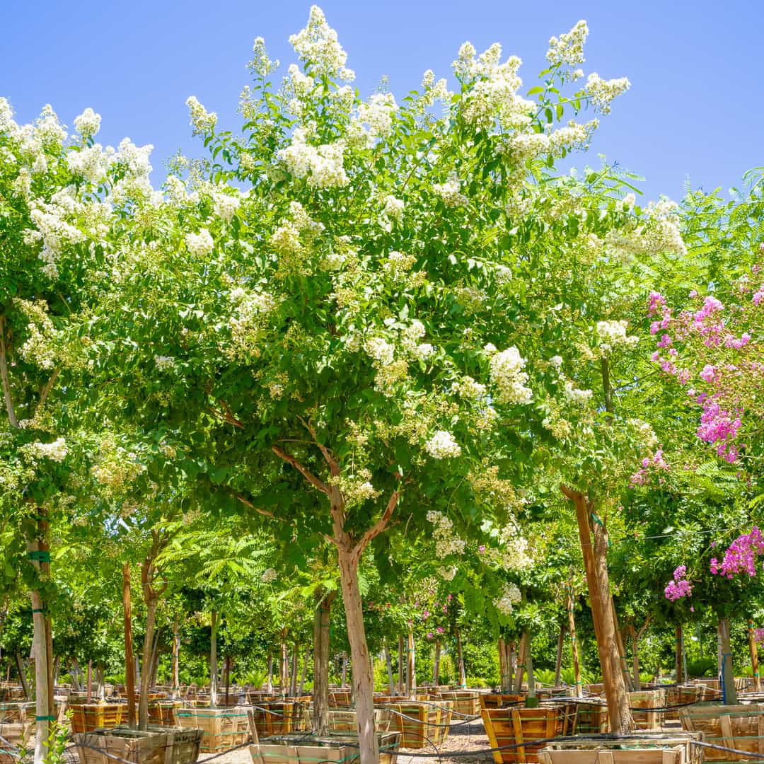 Natchez Crape Myrtle | Flowering Trees | Moon Valley Nurseries