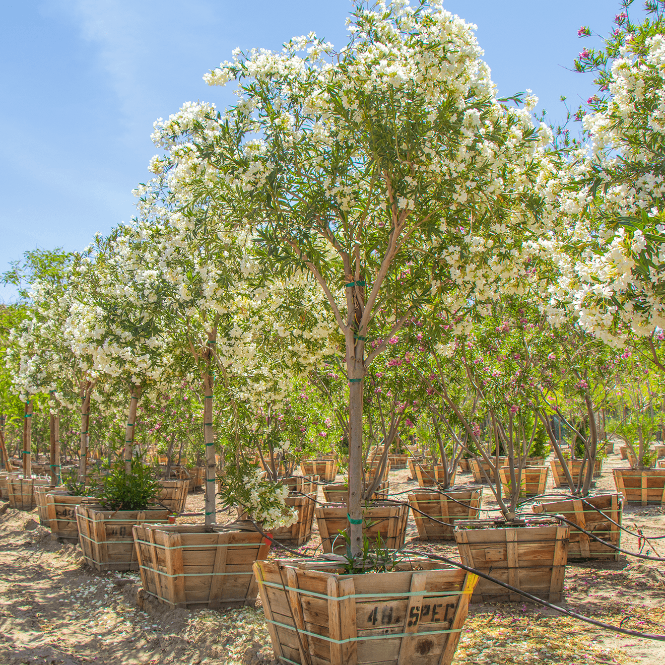 Oleander | Flowering Trees | Moon Valley Nurseries