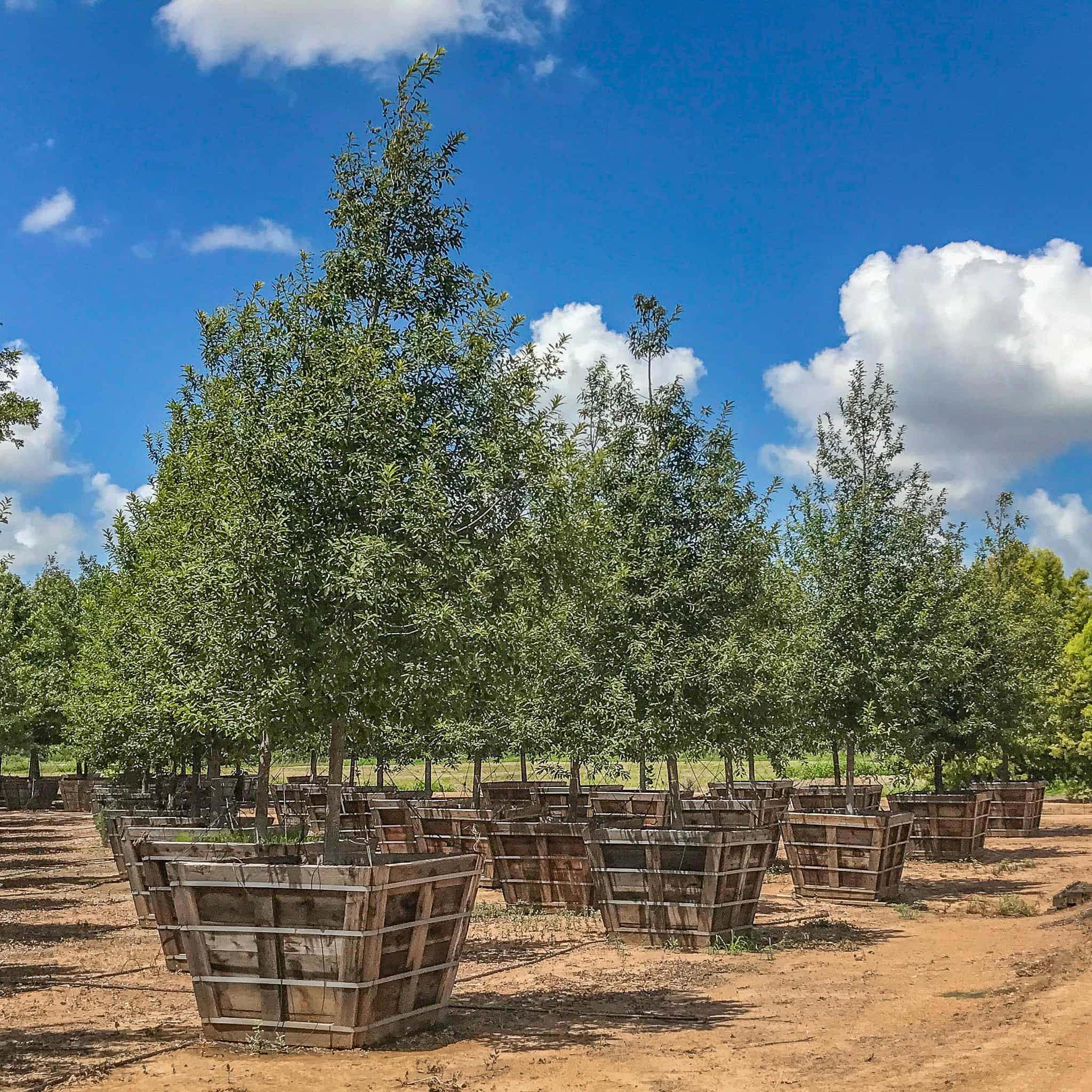 Moon Valley Nurseries