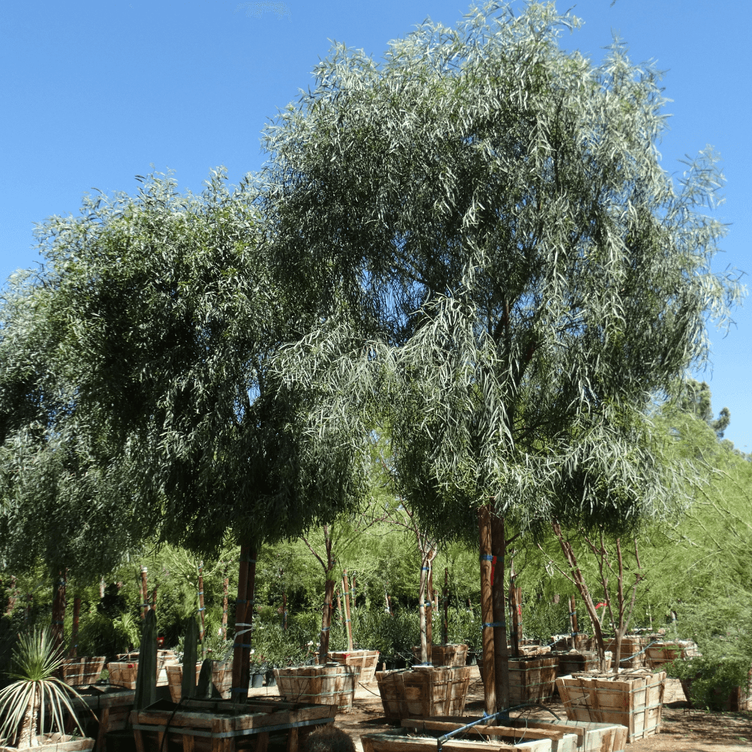 Fruitless Olive | Olive Tree | Moon Valley Nurseries