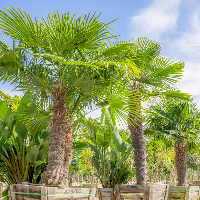 Windmill Palm | Palms | Moon Valley Nurseries