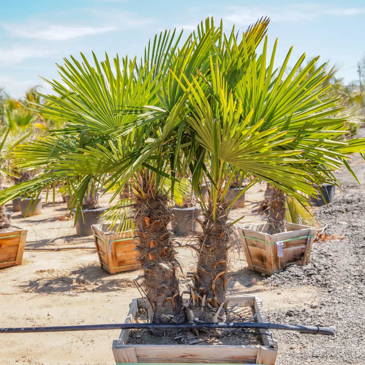 Windmill Palm | Palms | Moon Valley Nurseries