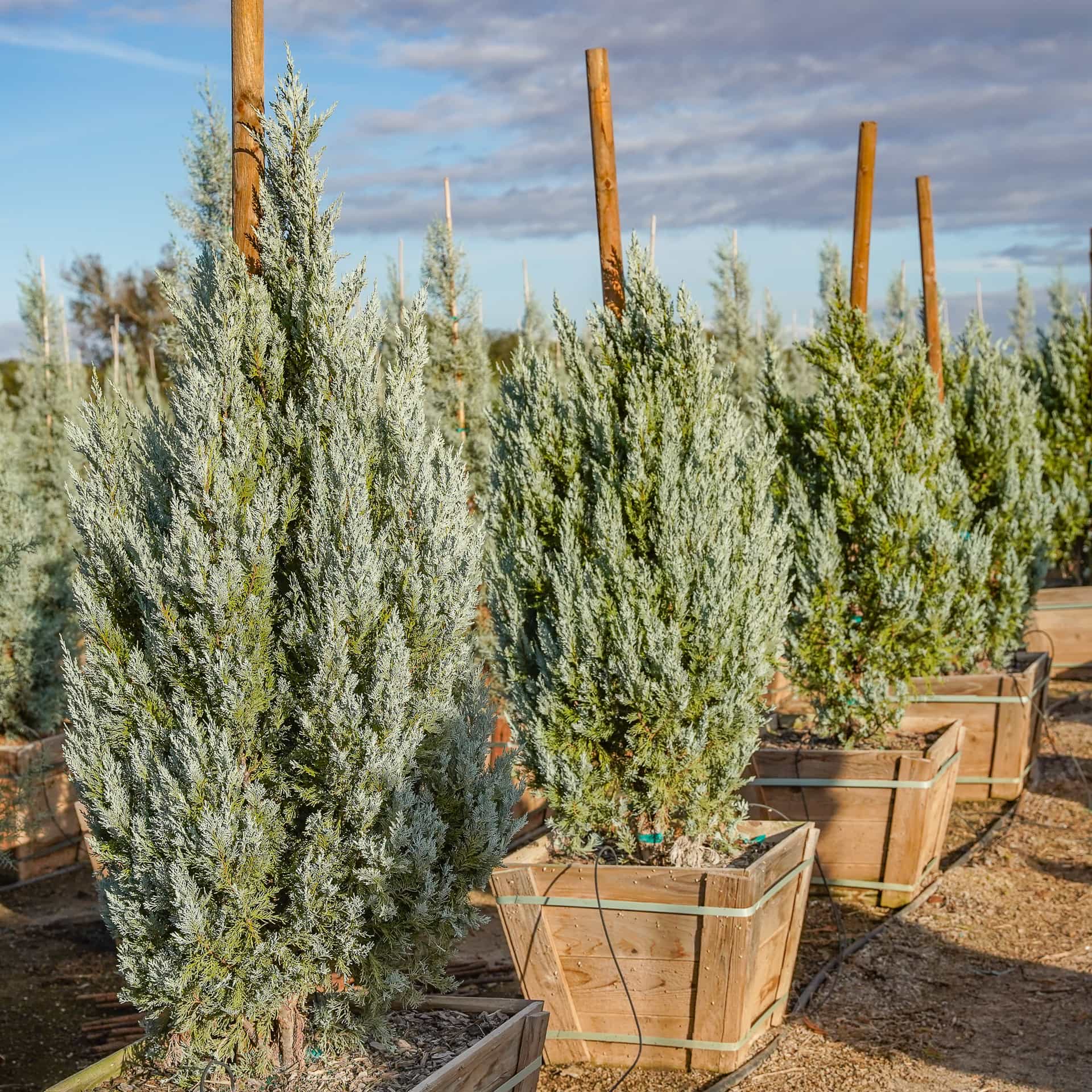 Moon Valley Nurseries